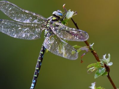 Dragonfly Insect Facts | AZ Animals