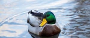 Duck Quiz: Test Your Knowledge! - A-Z Animals