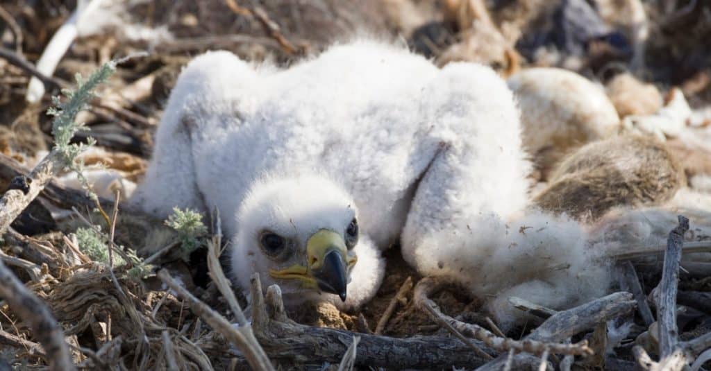 Eagle Animal Facts - A-Z Animals