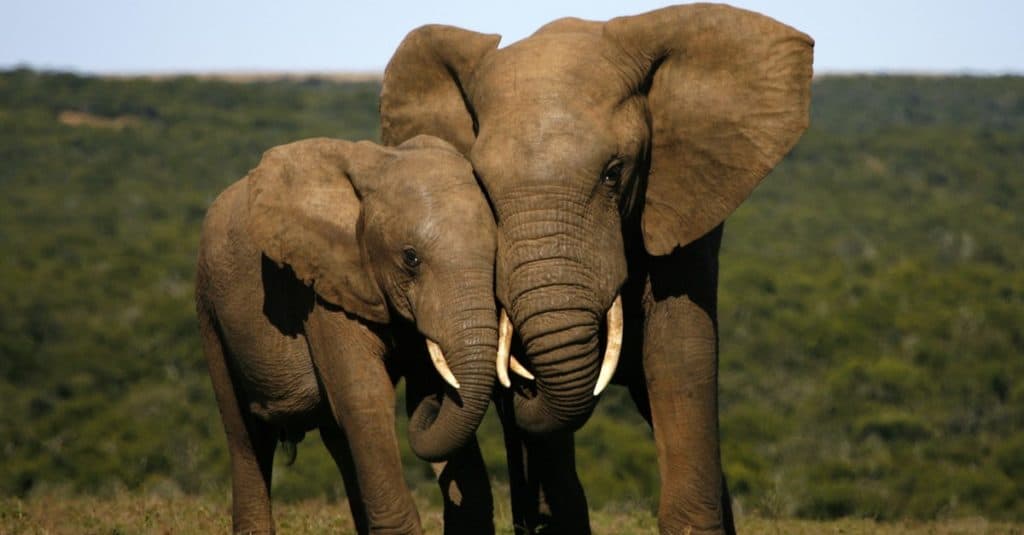 Elephant Animal Facts - Elephantidae - A-Z Animals