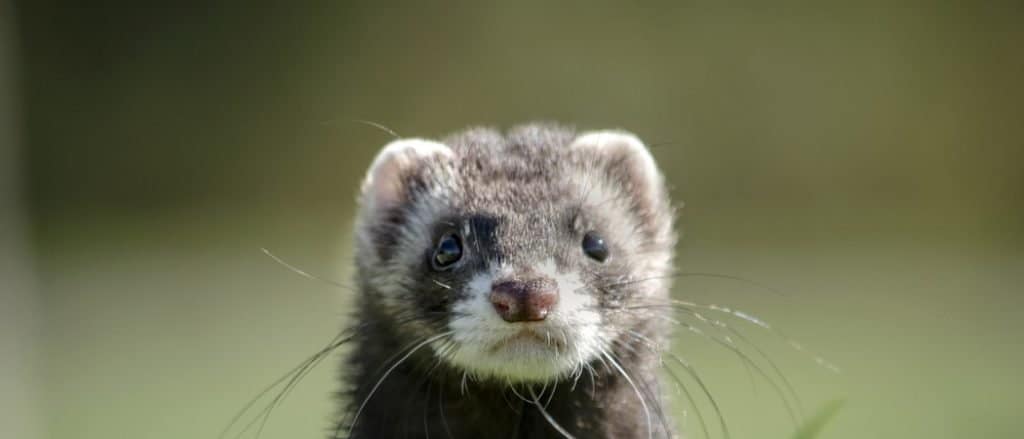 Ferret Quiz: What Do You Know? - A-Z Animals