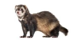 Ferret Animal Facts - Mustela putorius furo - A-Z Animals
