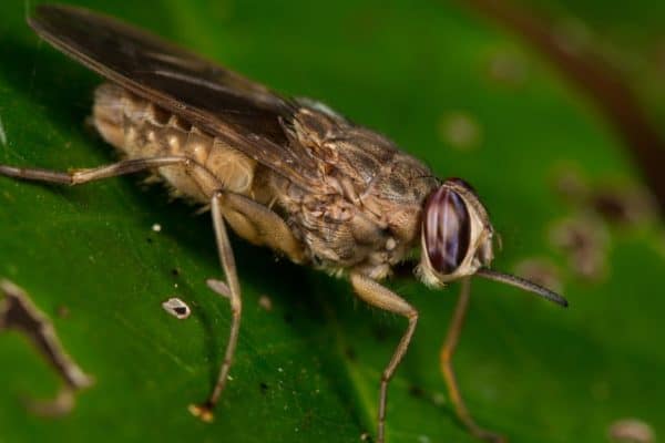 Fly Quiz: What Do You Know? - A-Z Animals