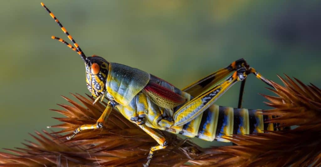 Grasshopper Animal Facts - Orthoptera - A-Z Animals