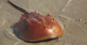 Discover the 7 Official State Animals of Delaware - A-Z Animals