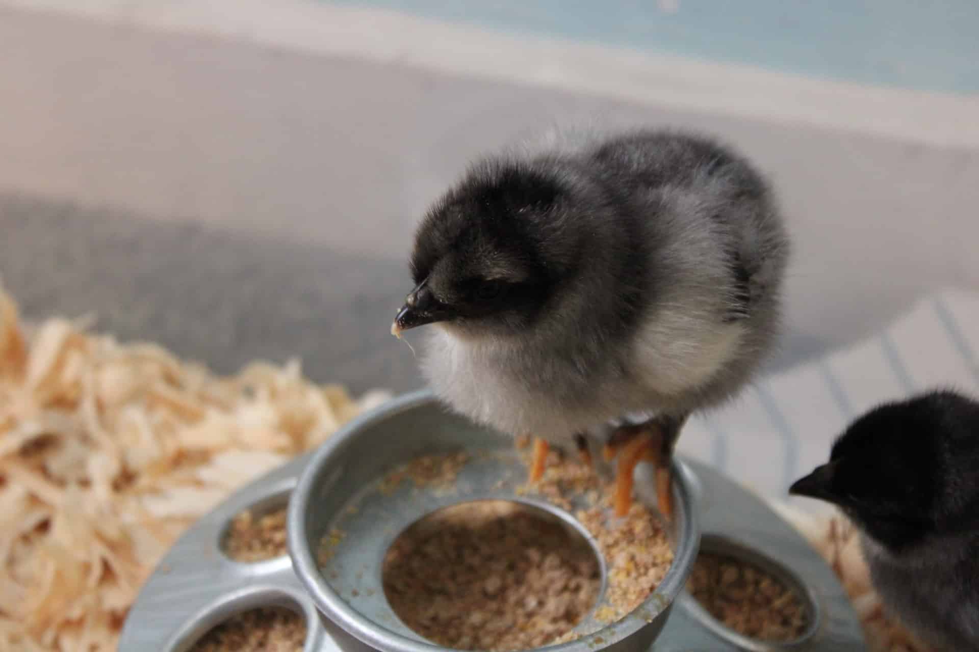 Chicken Bird Facts - Gallus gallus - A-Z Animals