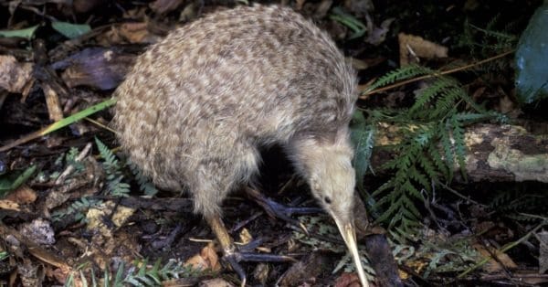 Kiwi Bird Facts - A-Z Animals