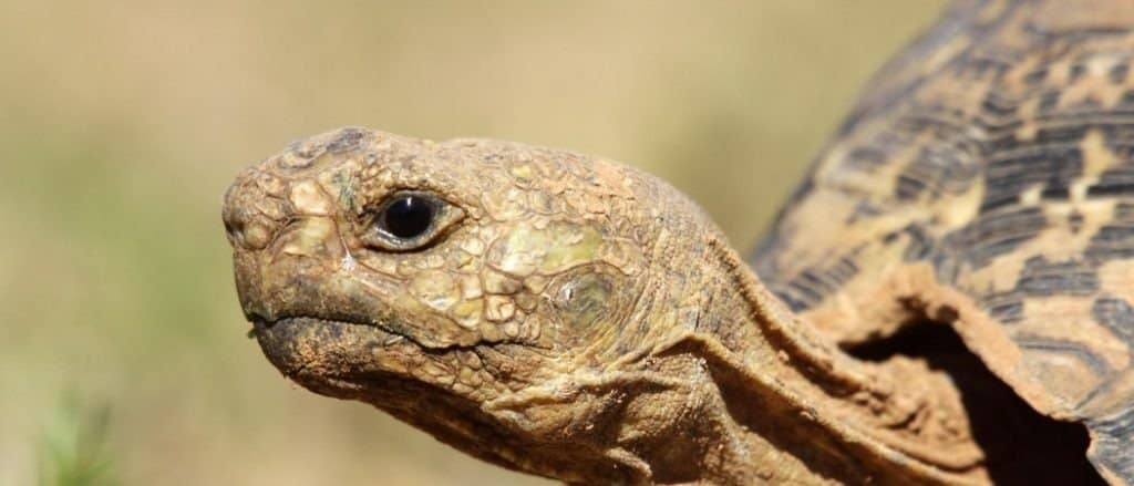 Wildlife in Sudan - Types of Sudanese Animals - A-Z Animals