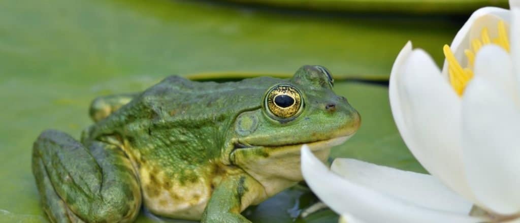 Wildlife in Lebanon - Types of Lebanese Animals - A-Z Animals