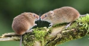 Mouse Animal Facts - A-Z Animals