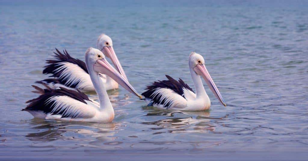 Pelican Animal Facts - Pelecanidae - A-Z Animals