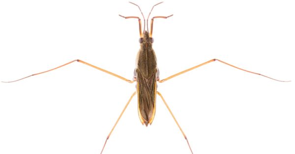 Pond Skater Animal Facts - Gerridae - A-Z Animals