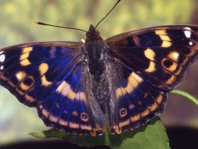 Types Of Purple Butterflies