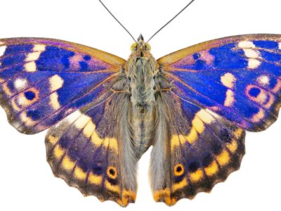 Types Of Purple Butterflies