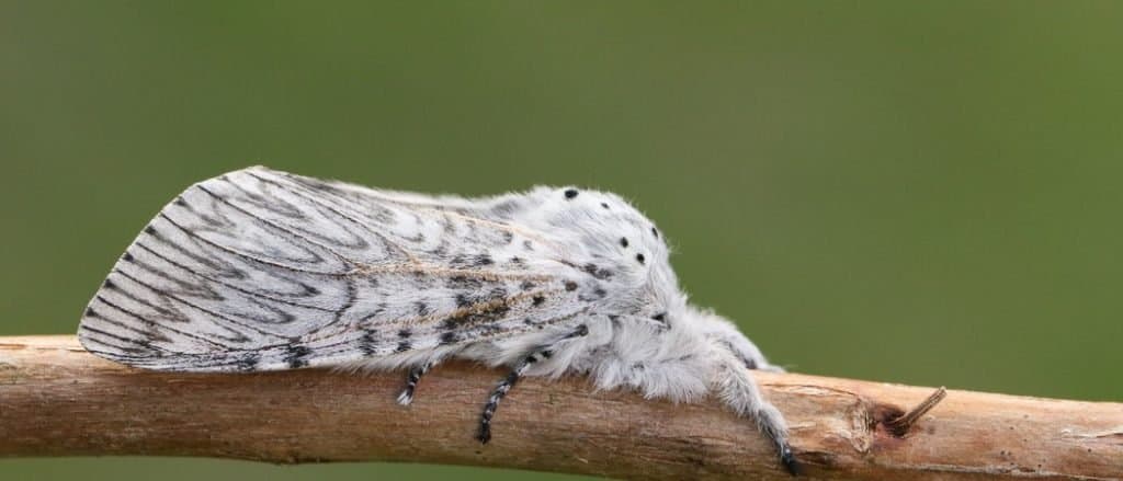 Wildlife in Slovakia - Types of Slovak Animals - A-Z Animals