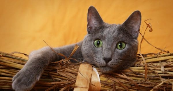 Russian Blue Animal Facts - Felis catus - A-Z Animals