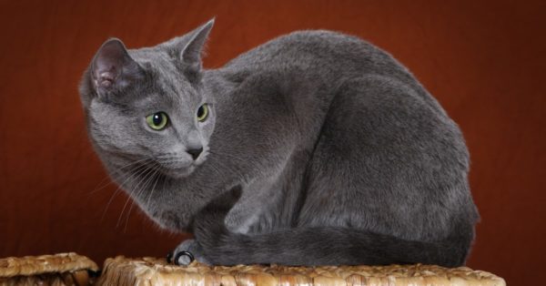 How Big Do Russian Blue Cats Get? Average Size and Growth Milestones ...