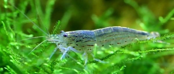 The Top 12 Best Plants for Betta Fish - A-Z Animals