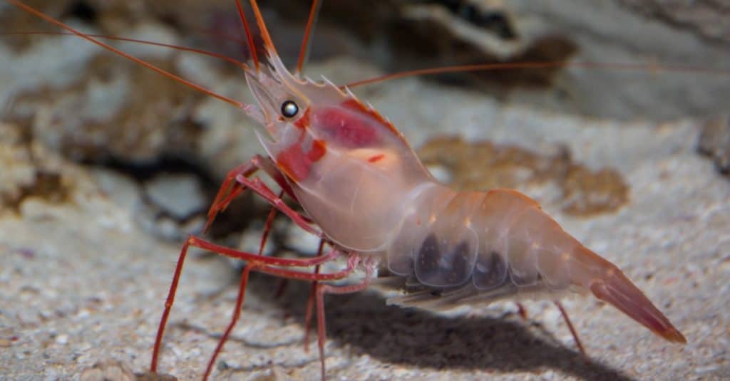 Shrimp Quiz: What Do You Know? - A-Z Animals