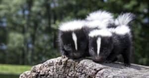 Do Skunks Hibernate in the Winter? - A-Z Animals