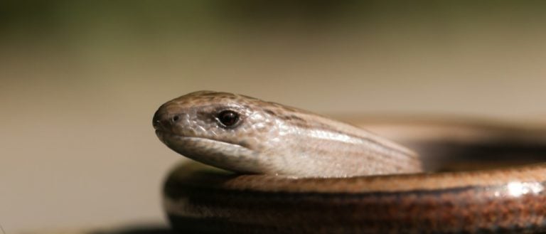Liechtenstein - A-Z Animals