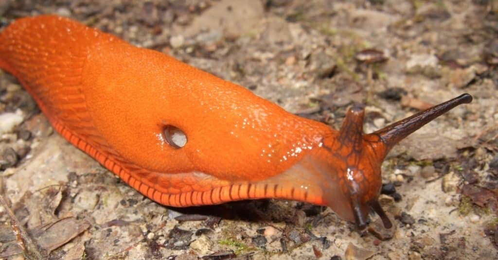 Snail Animal Facts - Gastropoda - A-Z Animals