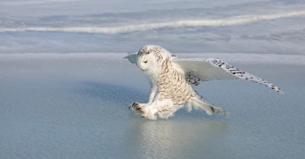 10 Notable Facts About Snowy Owls - A-Z Animals