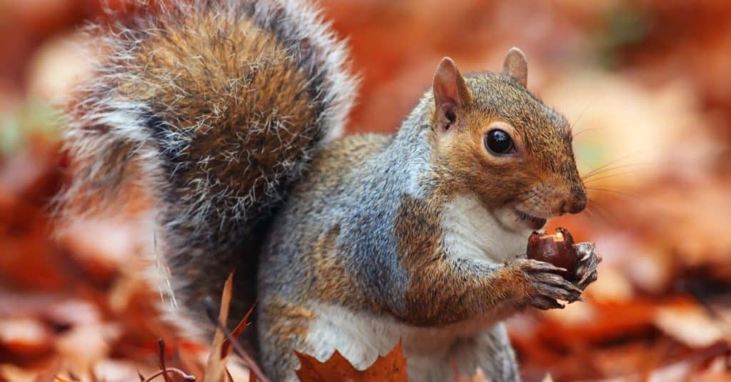 Squirrel Animal Facts - Sciuridae - A-Z Animals