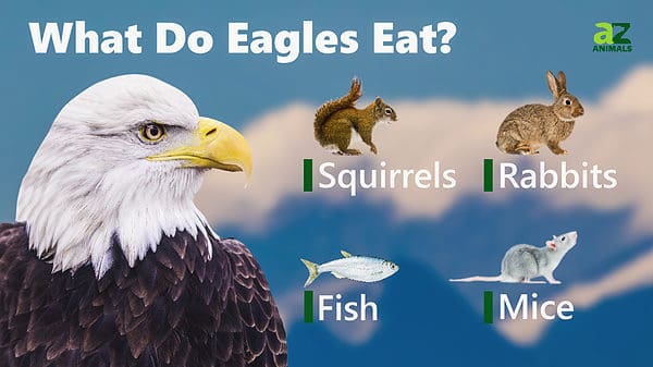Eagle Animal Facts - A-Z Animals
