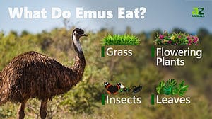 Emu Animal Facts - Dromaius novaehollandiae - A-Z Animals
