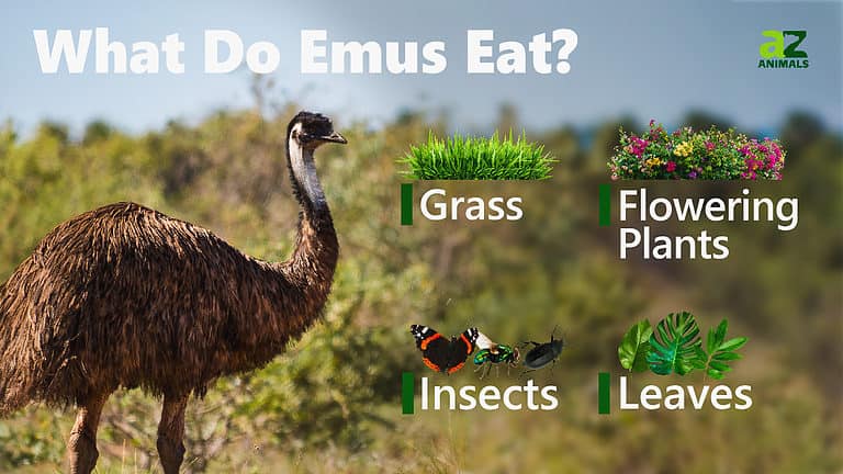 Emu Animal Facts - Dromaius novaehollandiae - A-Z Animals