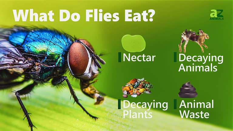 Fly Animal Facts - Diptera - A-Z Animals