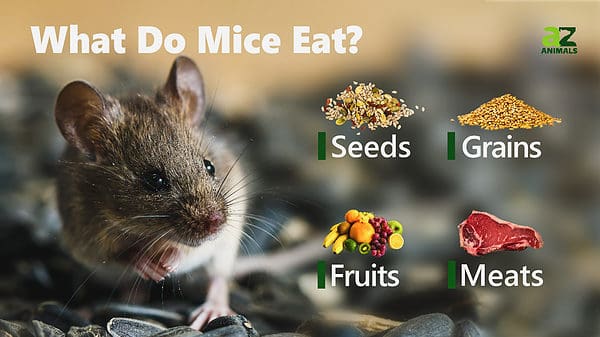 Mouse Animal Facts - Muridae - A-Z Animals