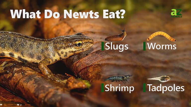 Newt Animal Facts - Salamandridae - A-Z Animals