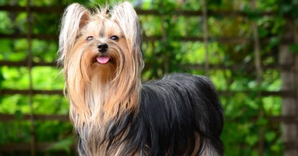 The 7 Types of Yorkie Breeds and How to Choose the Best One - A-Z Animals
