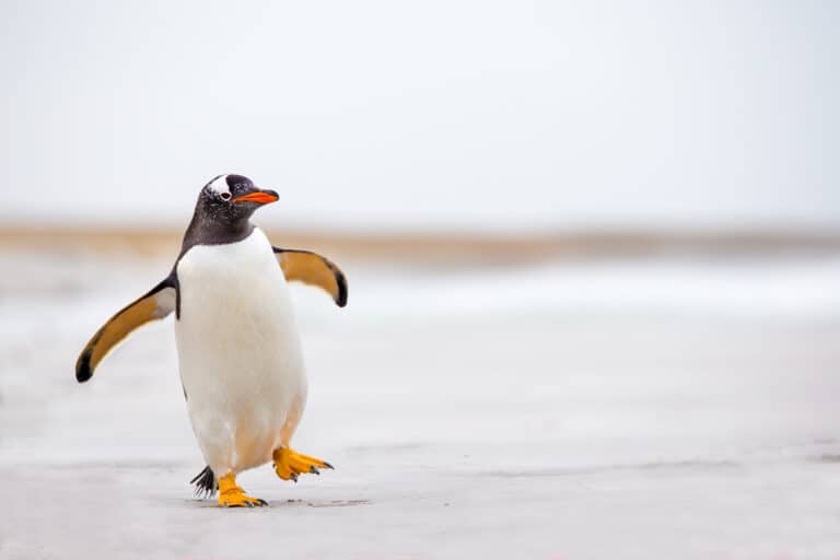Bipedal Animals: Incredible Creatures That Walk on Two Legs - A-Z Animals