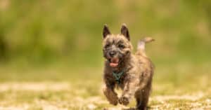 What Kind of Dog Is Toto from the Wizard of Oz? Breed Information ...