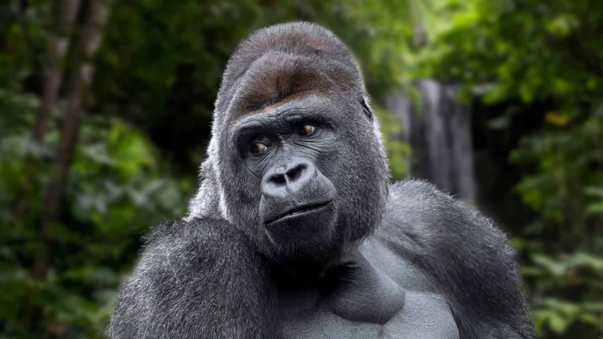 Silverback Gorilla Weight: Their Size Explained - A-Z Animals