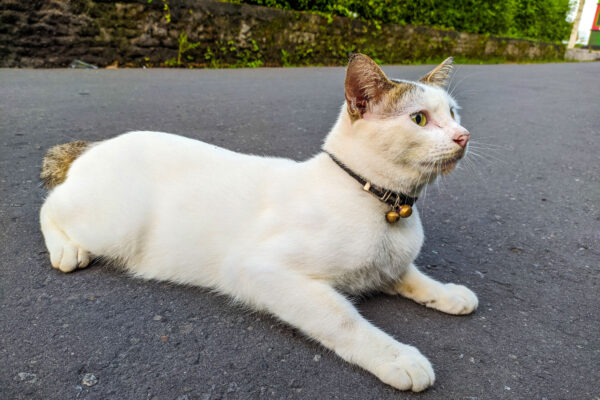 Javanese - A-Z Animals