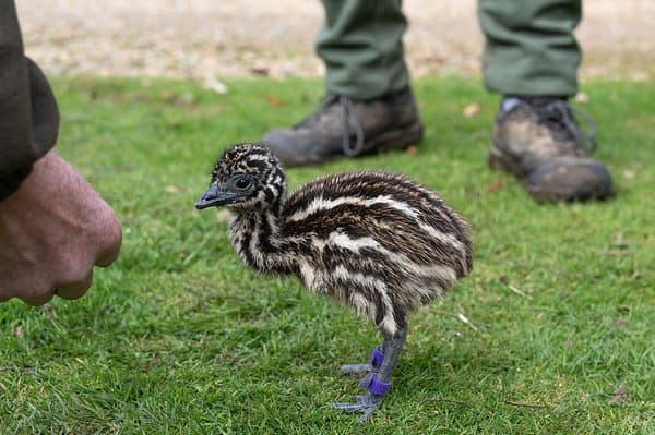 Emu Animal Facts - Dromaius novaehollandiae - A-Z Animals