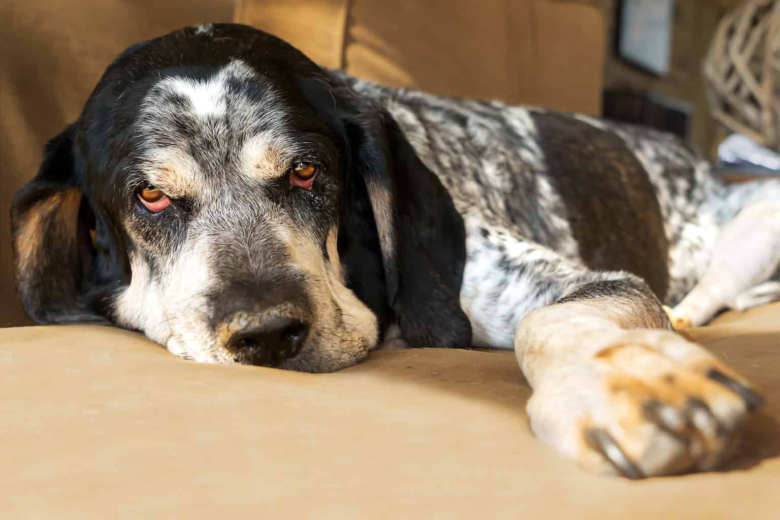 Bluetick Coonhound Dog Breed Complete Guide - A-Z Animals
