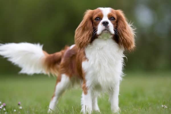 Cavalier King Charles Spaniel - A-Z Animals