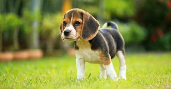 Beagador Animal Facts - Canis lupus familiaris - A-Z Animals