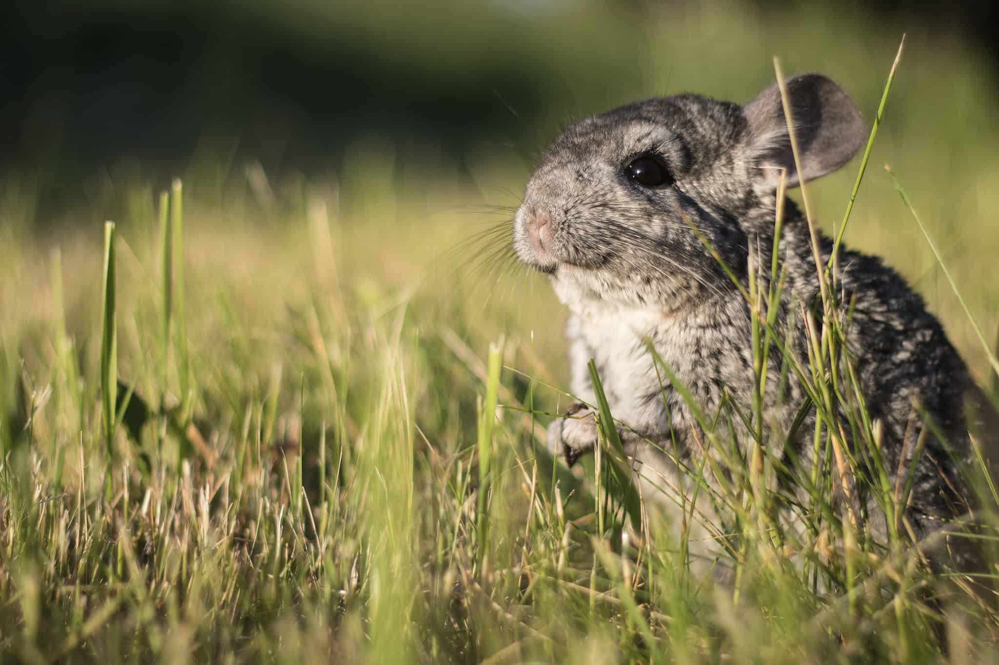 The Andes’ Living Cloud: How the Chinchilla’s "Super Fur" Redefines ...