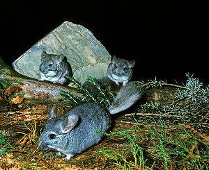 Chinchilla Animal Facts - Chinchilla lanigera - A-Z Animals