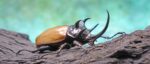 Discover 10 Types of Tan Beetles - A-Z Animals