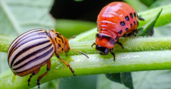 Beetle Animal Facts - Coleoptera - A-Z Animals