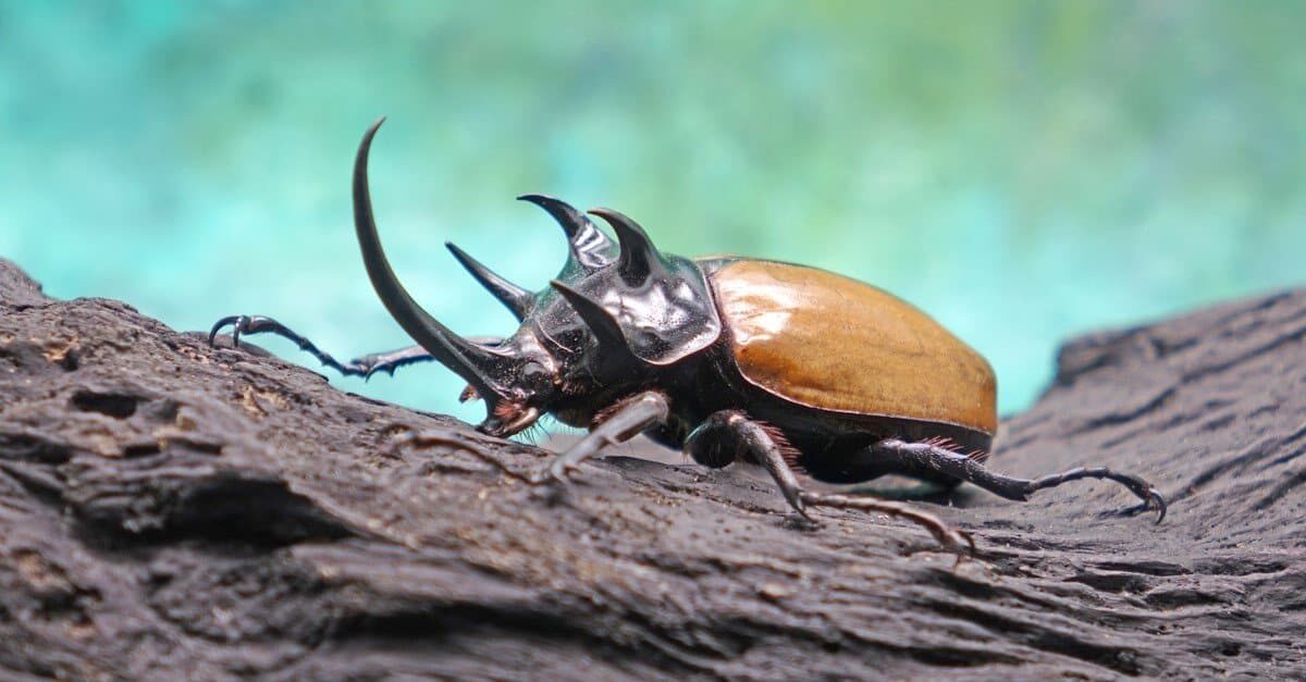 Rhino Beetle Animal Pictures A Z Animals