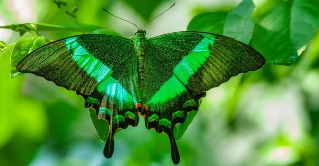 Butterfly Animal Facts - Lepidoptera - A-Z Animals