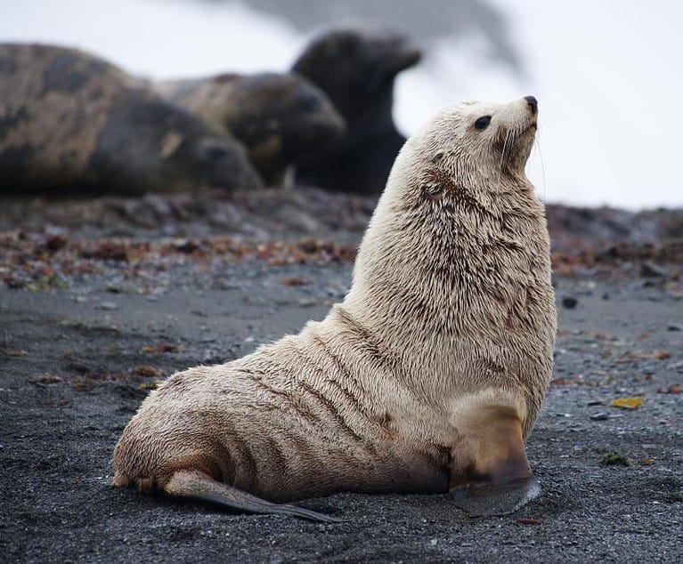 Fur Seal Animal Facts - Otariidae (fur seals: subfamily Arctocephalinae ...
